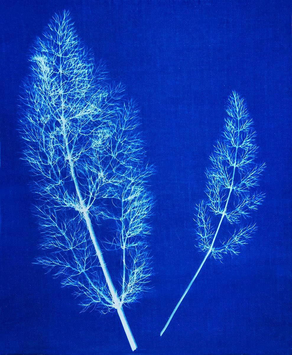 Jacquard Cyanotype Sensitizer Set - Create Stunning Blue Prints at Home ...