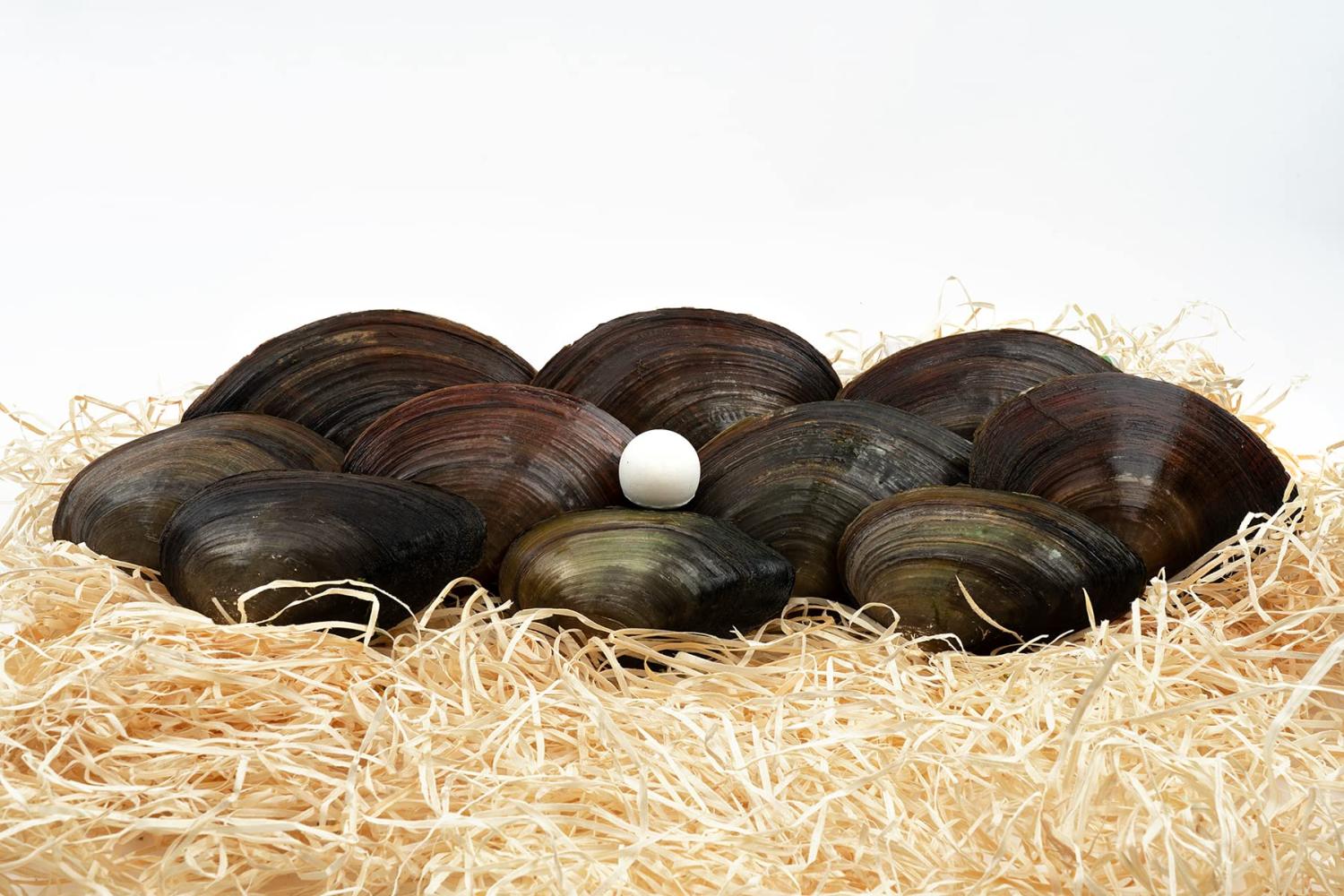 Pond Mussel Set - Natural Biofilter Against Floating Algae | 10 Pieces ...