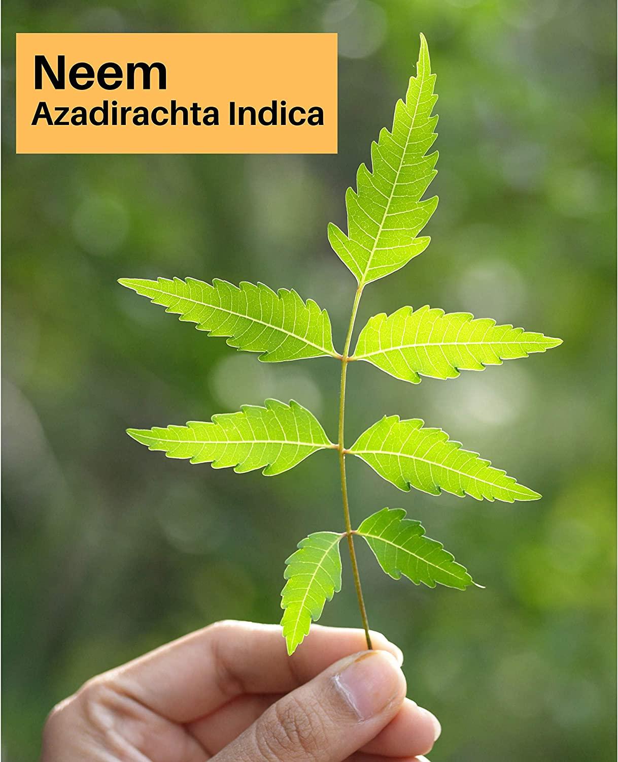 Organic Neem Leaf Powder - 100% Pure Azadirachta Indica - 4.4oz (USDA ...
