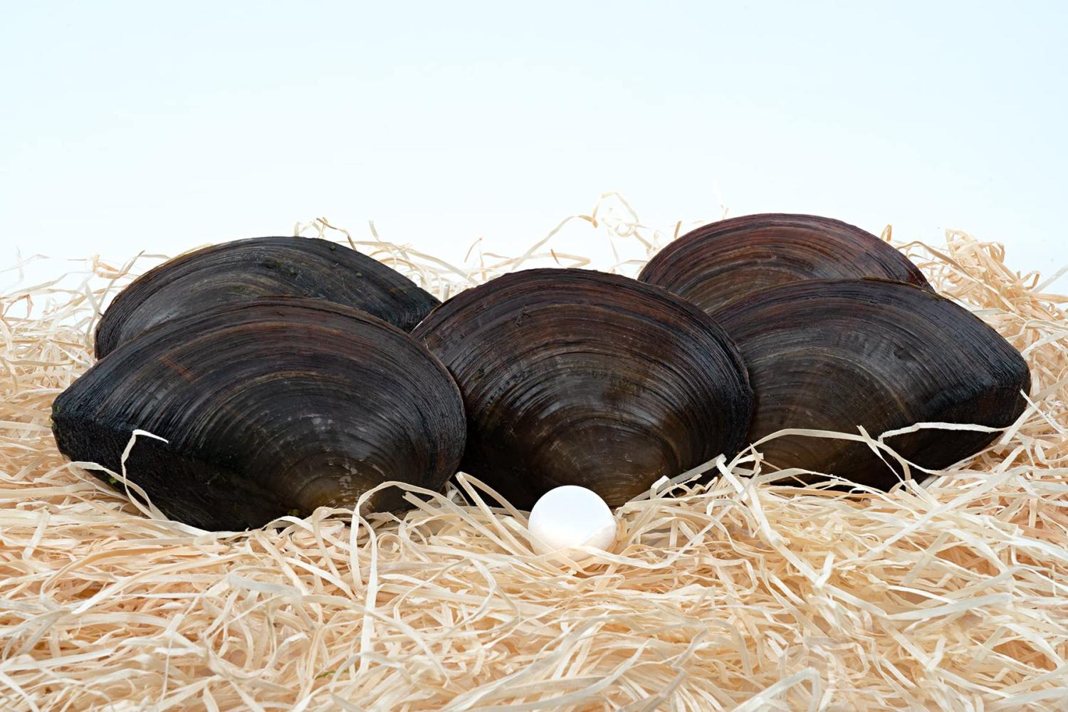 Pond Mussel Set - 5 Pieces | Natural Biofilter Against Floating Algae ...