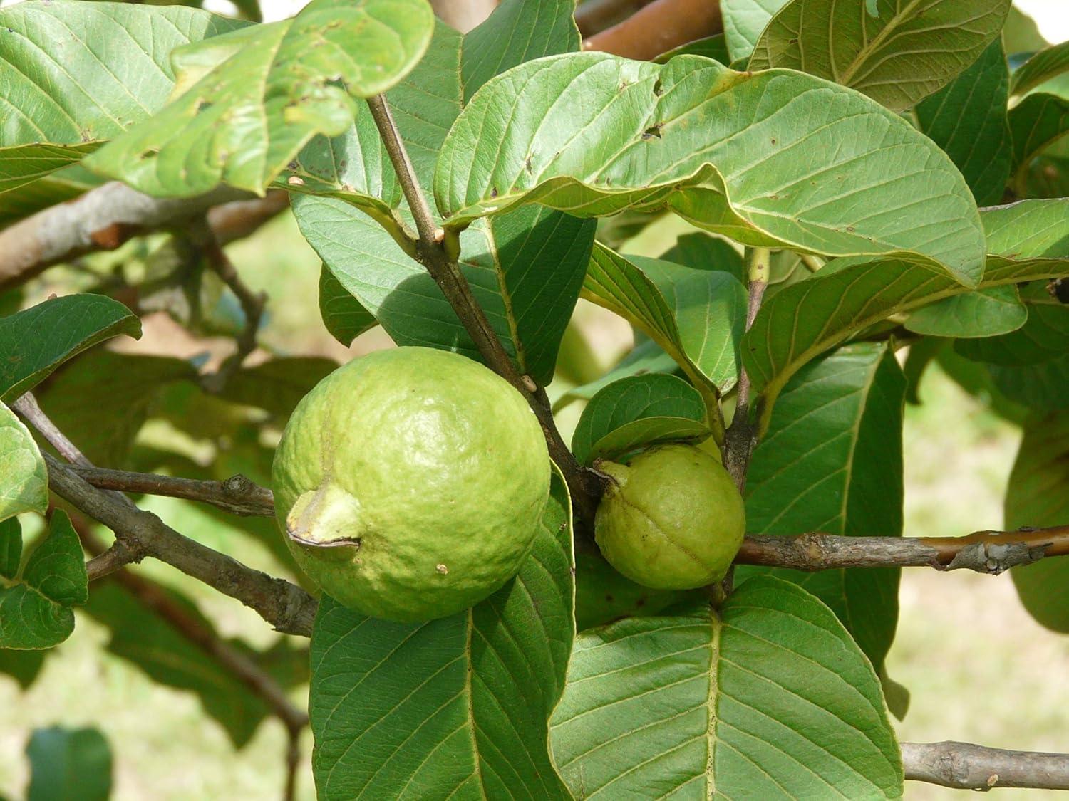 Jamaican Guava Leaves 1 oz | Buy Now with Express International ...