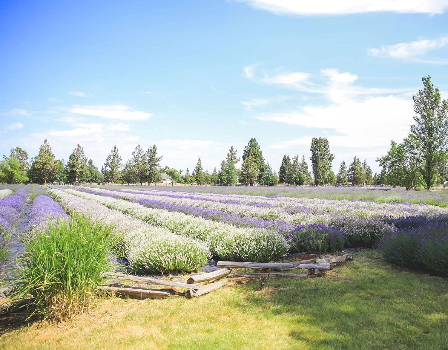 Victoria's Lavender Aromatherapy Body Mist Spray - Natural After Sun ...