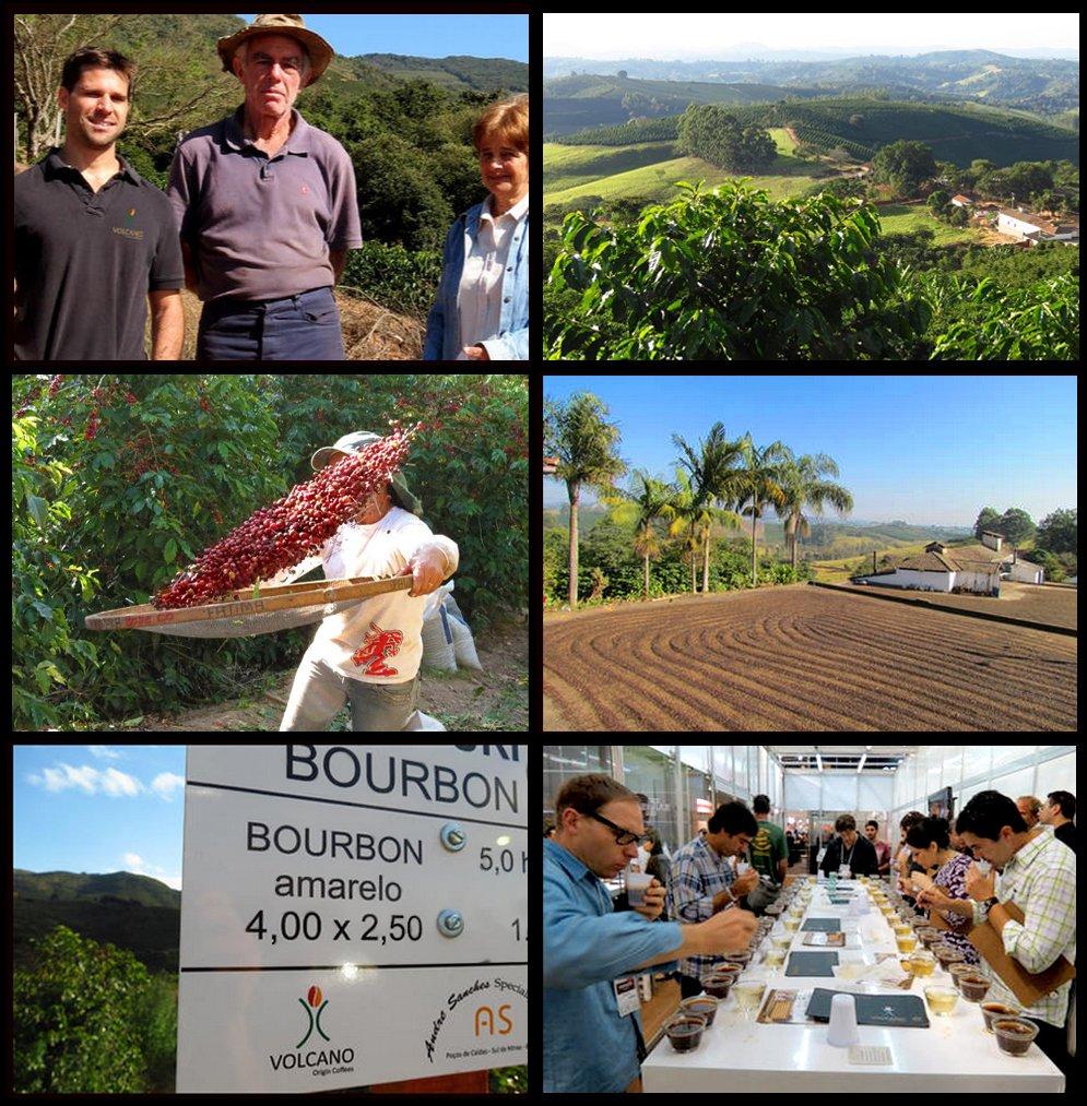 Brazil Adrano Volcano Coffee Green Unroasted Beans (3 LB) - Premium ...