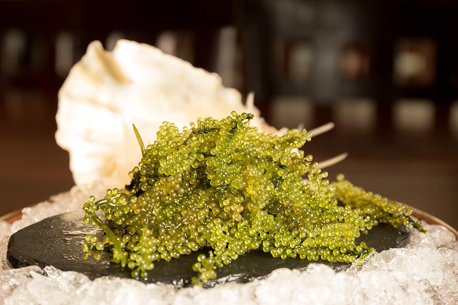 Umibudo Sea Grapes - Delectable Green Caviar Seaweed, 1.76oz/50g ...