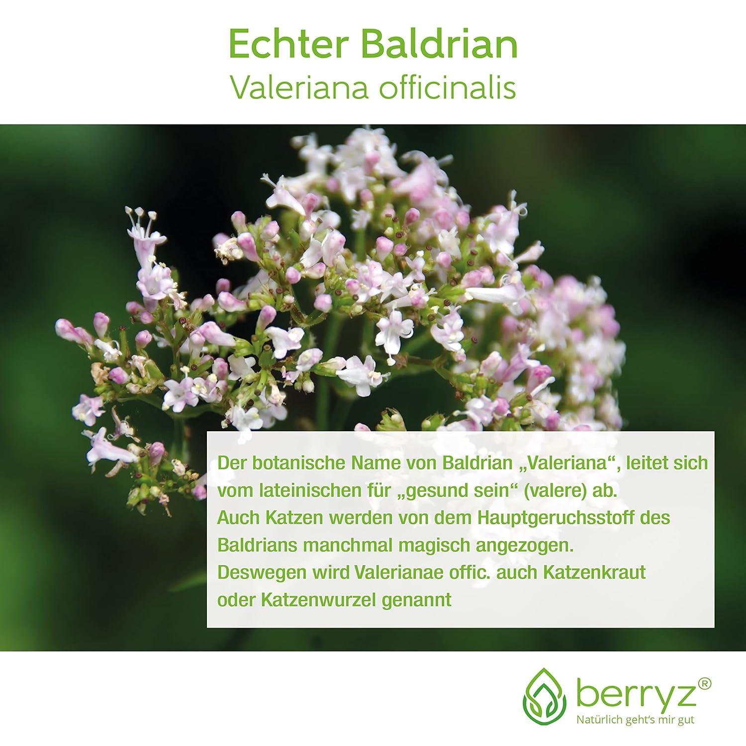 Buy High-Dose Valerian Root Tea | Baldriant 100g | Warm-Woody Taste ...