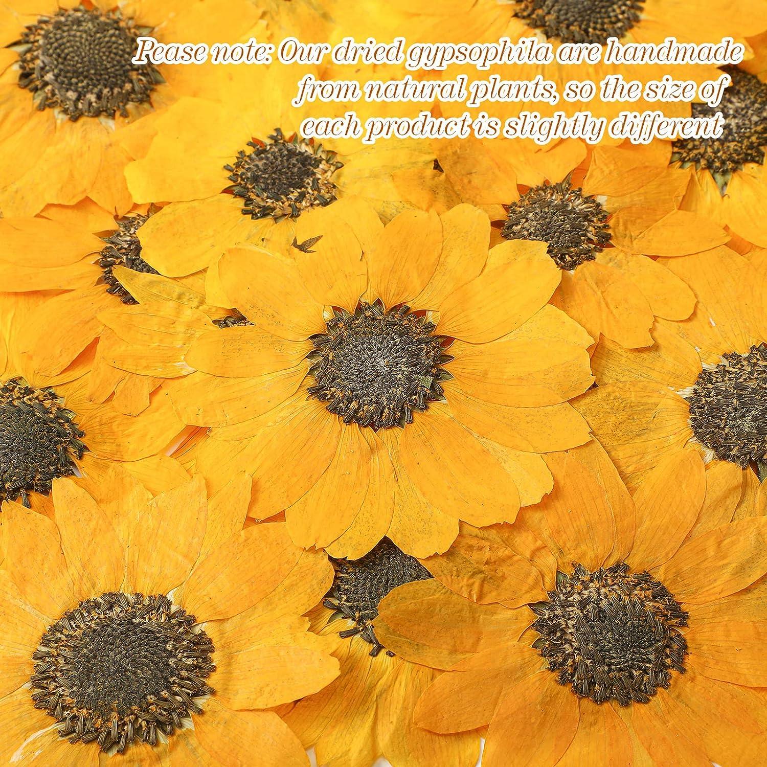 48 Pcs Mini Real Dried Sunflowers for Crafts - Yellow Sunflower Petals ...