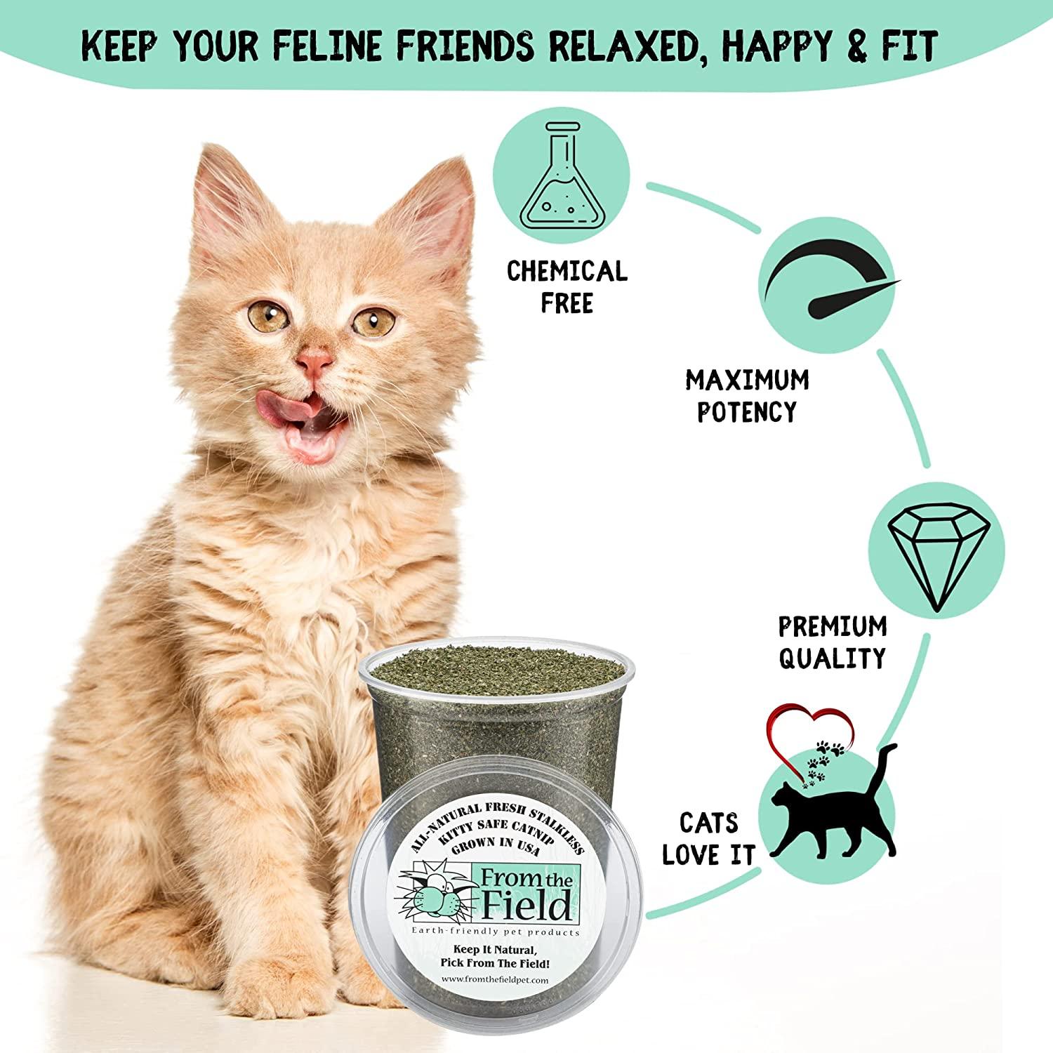 From The Field Catnip Kitty Safe Stalkless Tub 10 oz - Premium Organic ...