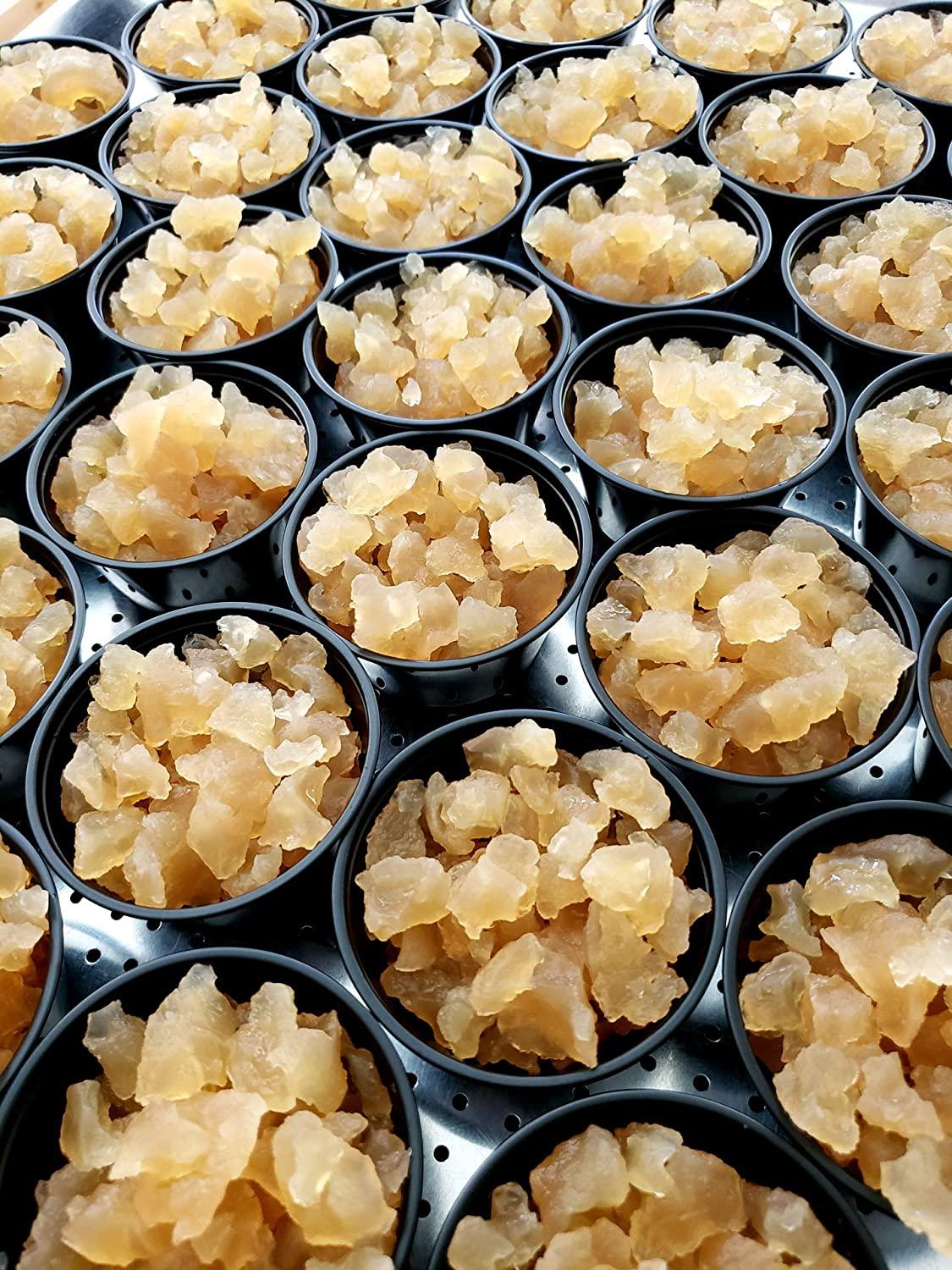 Florida Sun Kefir Original Water Kefir Grains - 1/4 lb with 12 Brewing ...