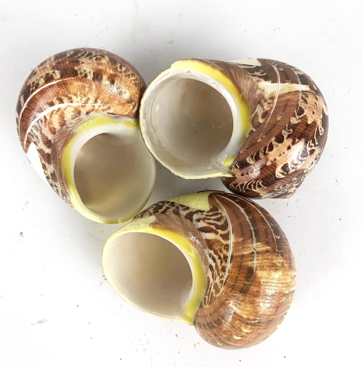 Worlds 3 PC Assorted Turbo Petholatus Carved Sea Shells Hermit Crab ...