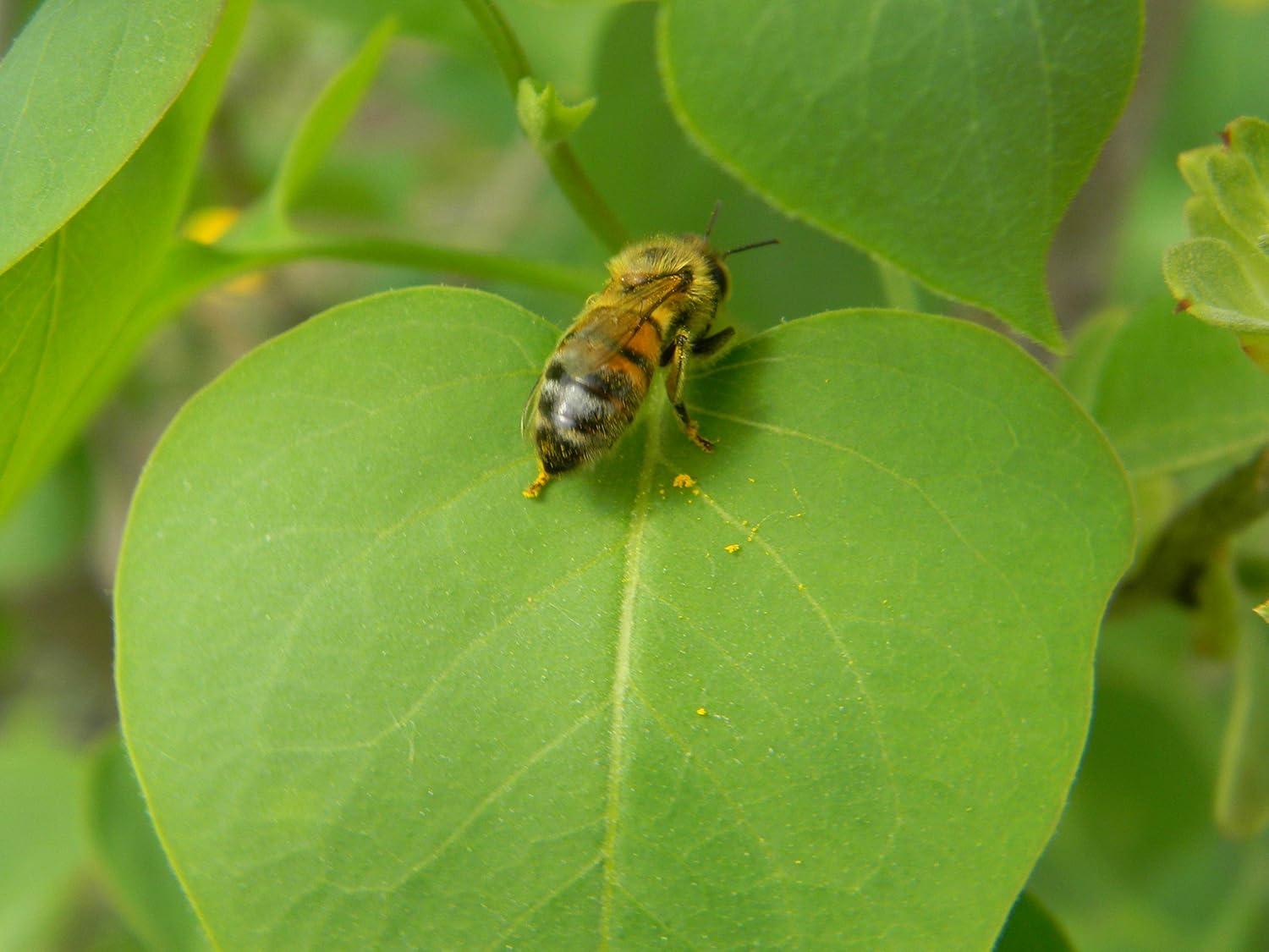 Fresh Organic Bee Bread Naturally Fermented Pollen Perga 250g. 2024 Harvest