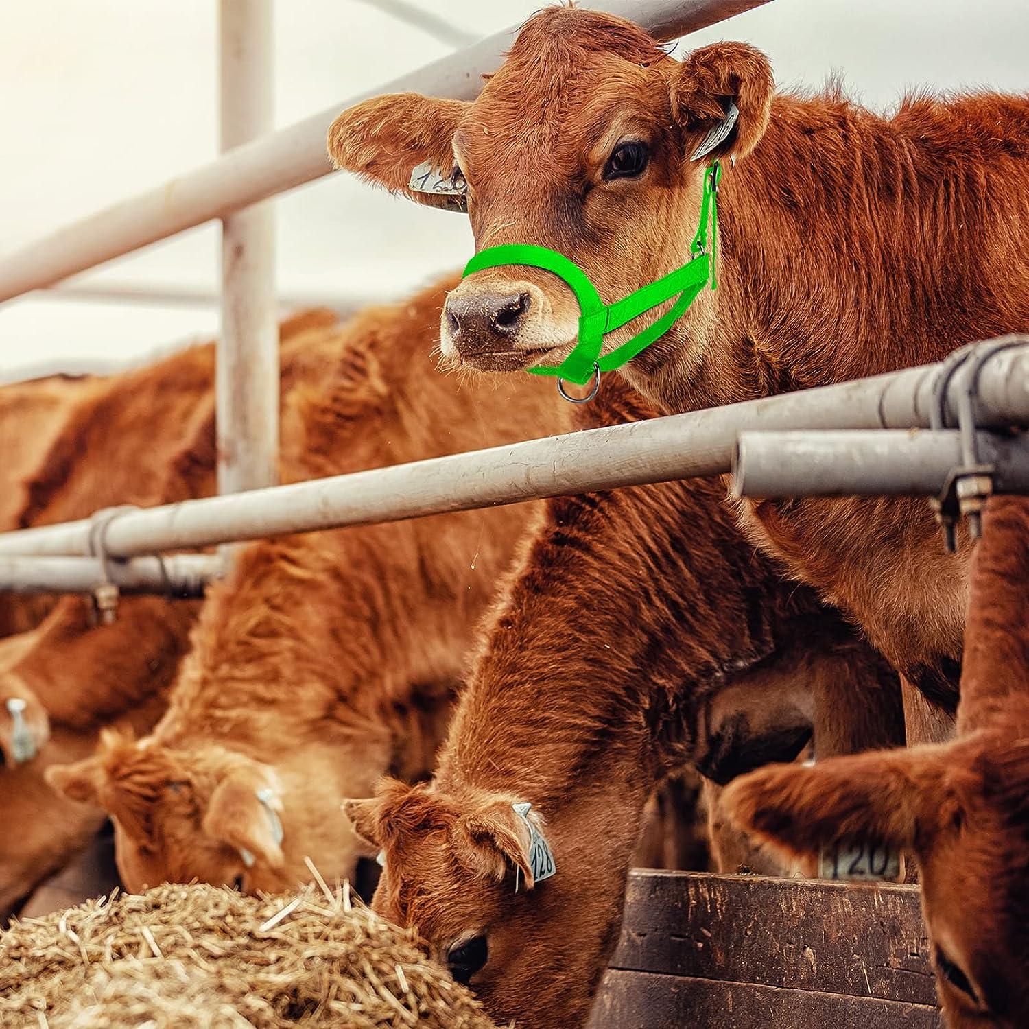 Adjustable Nylon Livestock Cattle Halter with Chin and Throat Snap ...