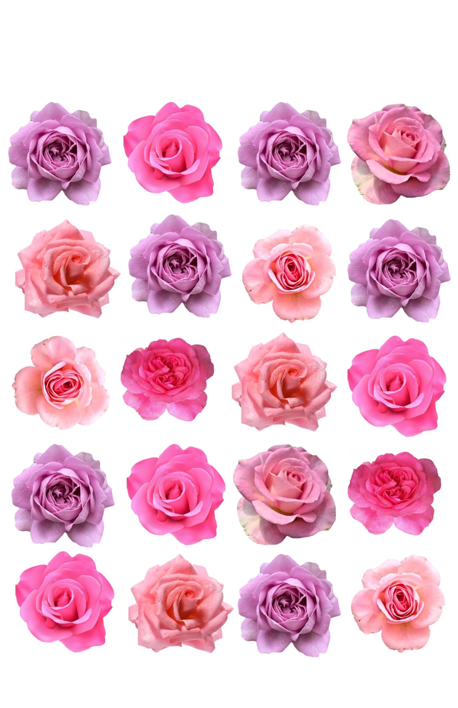 Cake Topper Edible 40 Pink Roses Flowers Pre-cut Premium Thick Sweet ...