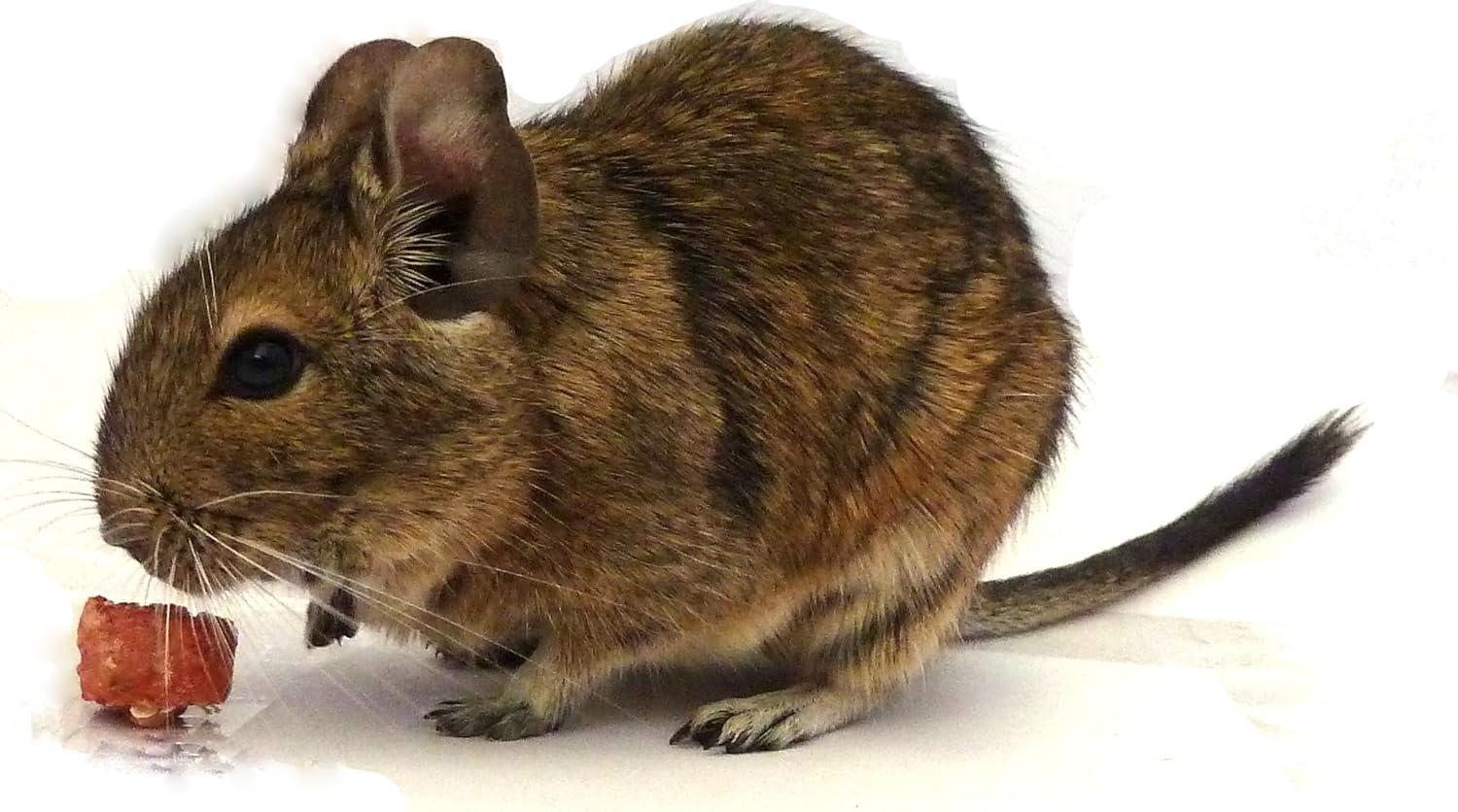 Good Degu Beetroot Bites- Degu treats 2-pack | Buy Now with Express ...