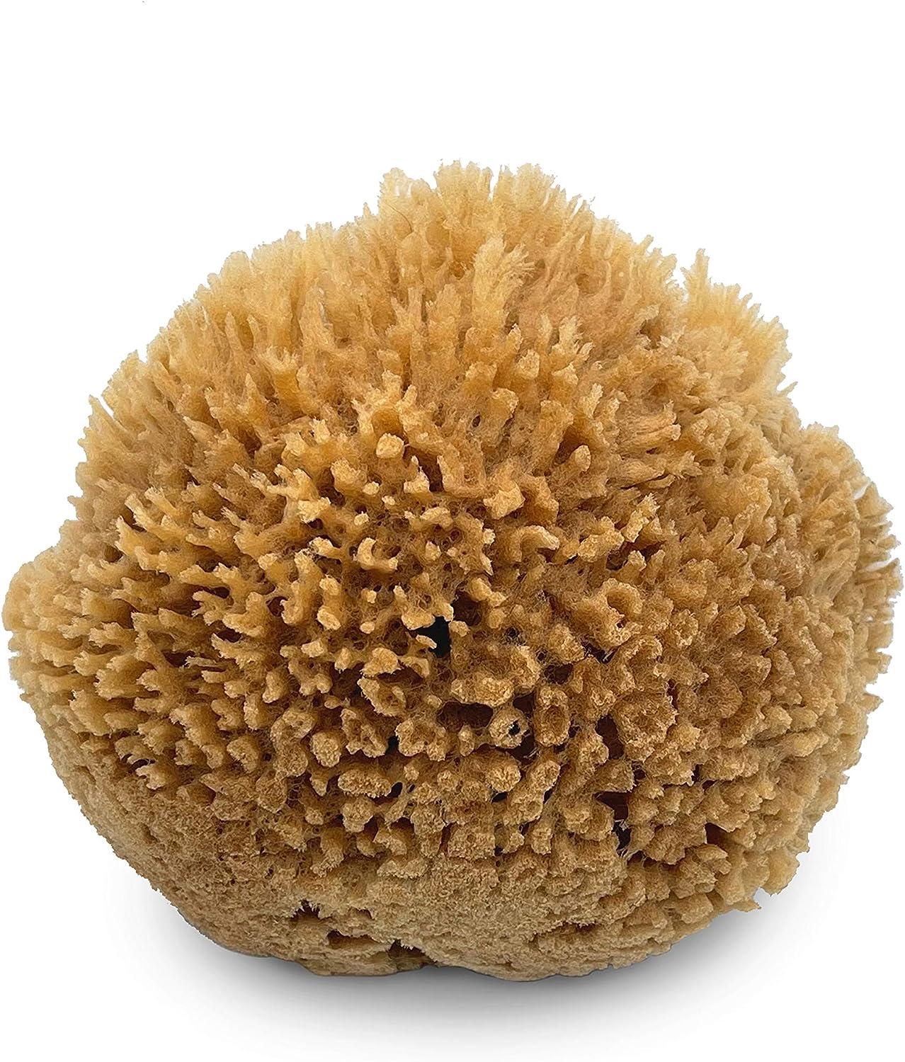 Natural Sea Wool Art Sponge: Premium Professional Grade 5-6 Unbleached ...