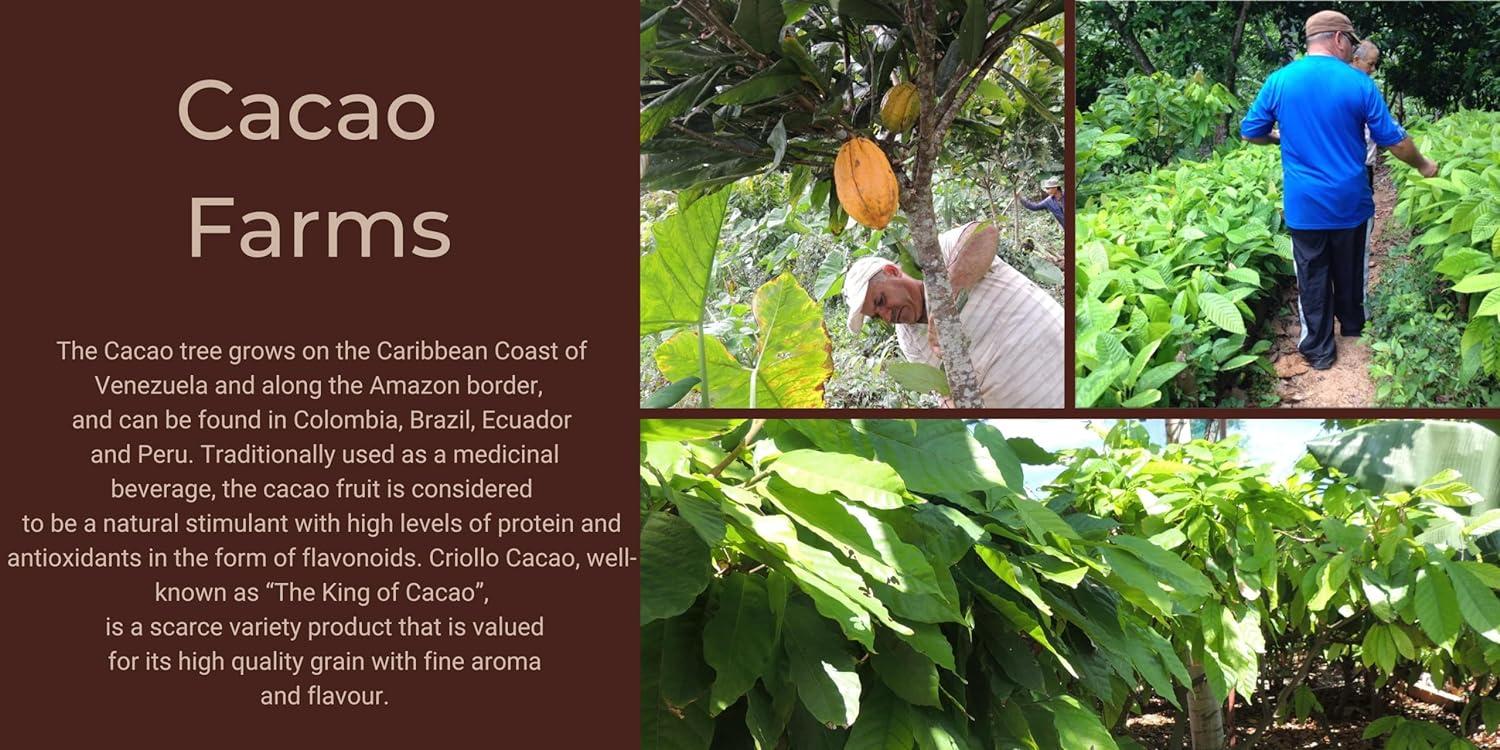 Cacao Buttons 100% Raw and Pure Cocoa Criollo Variety 250g Located in The Rainforest of ...