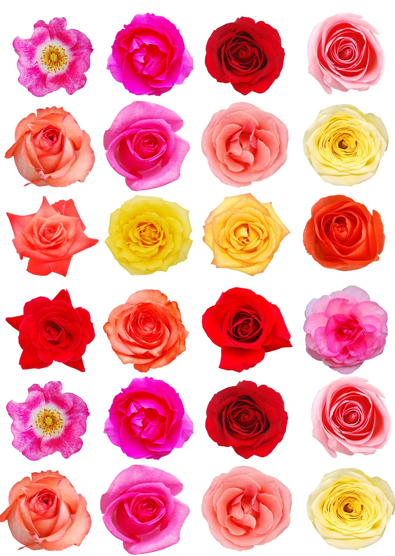 24 Mixed Colour Roses Cake Topper Decoration from Edible Wafer Paper ...