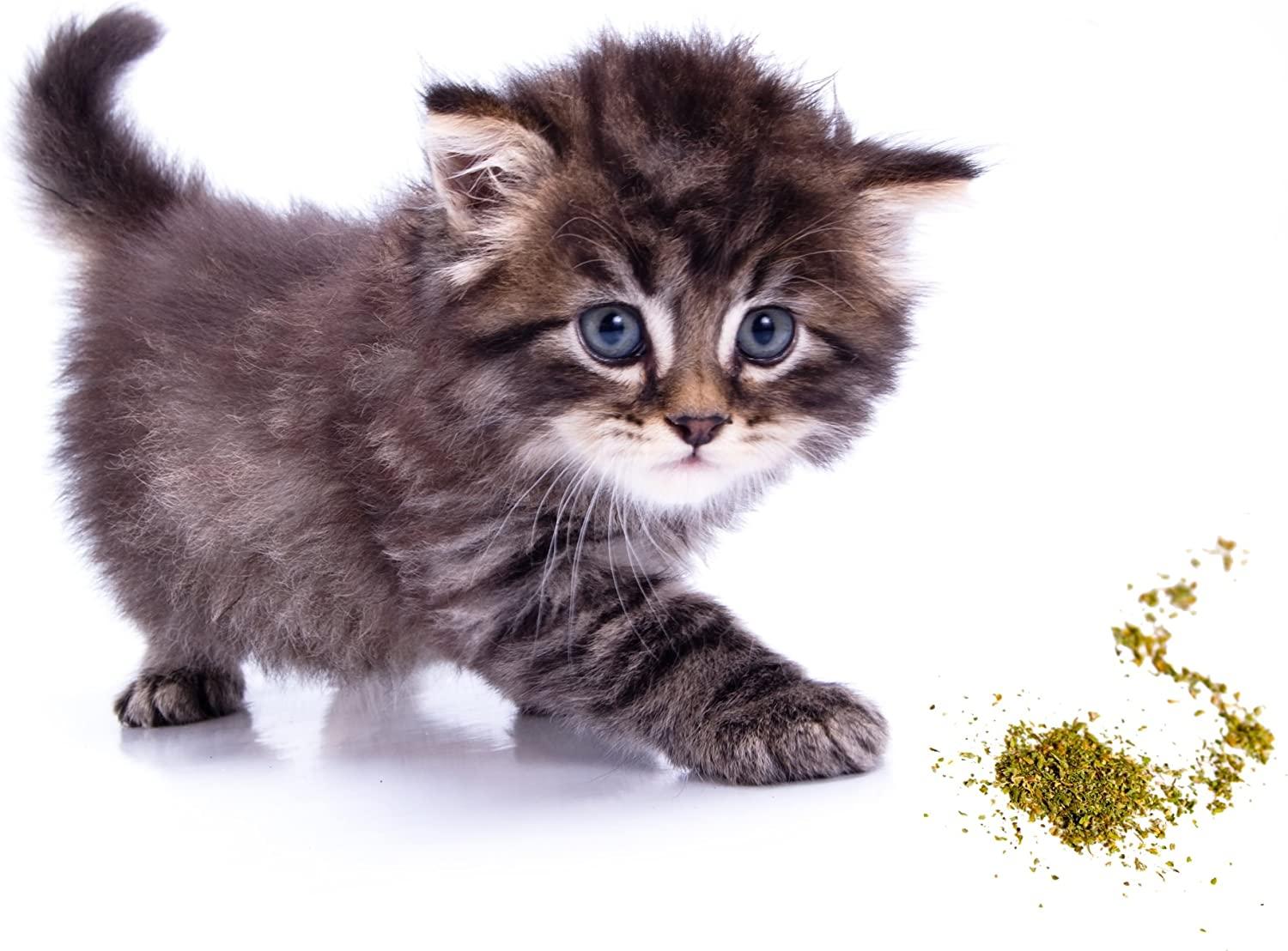 Cat Kush Organic Catnip: Premium Blend for Maximized Potency - 1 Cup ...