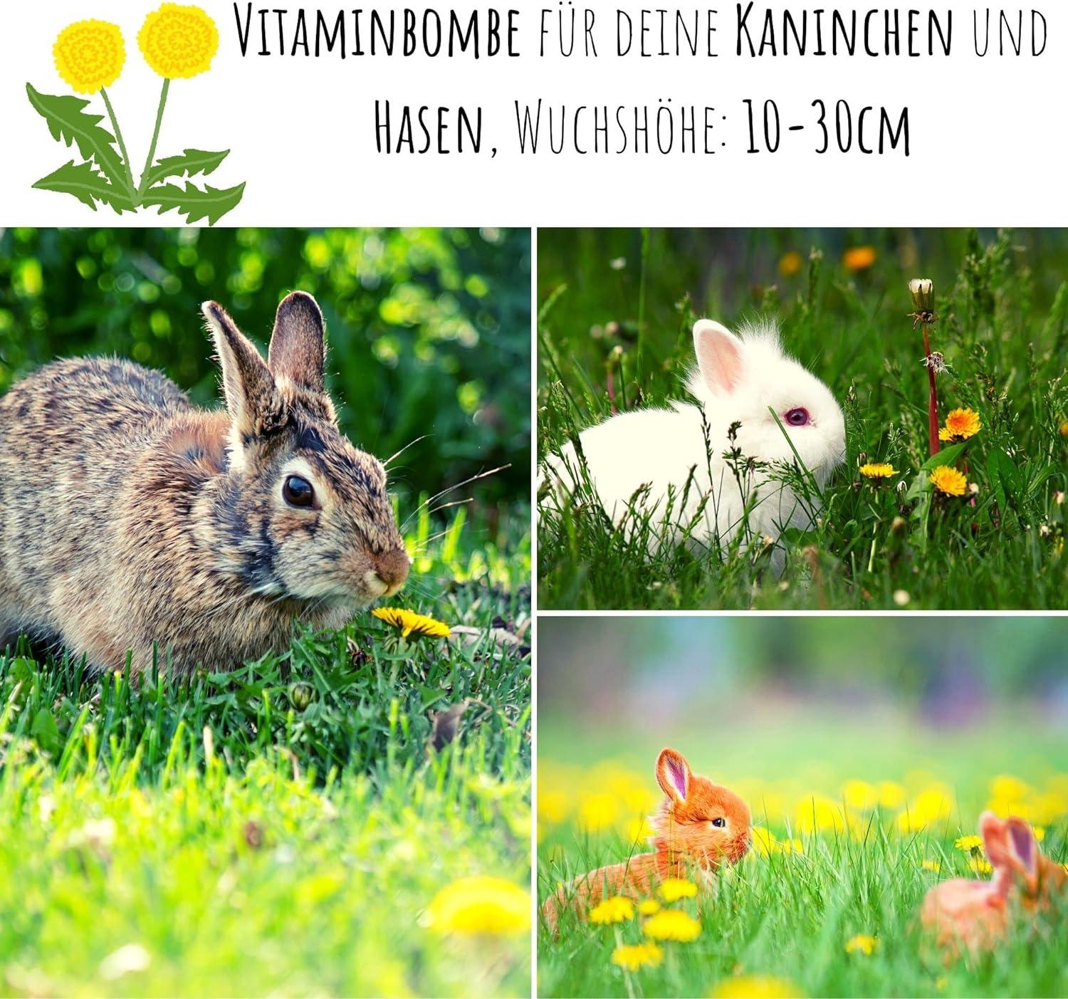 Dandelion Seeds for Rabbits - Optimal Wild Herb Feed Supplement (5 000 ...