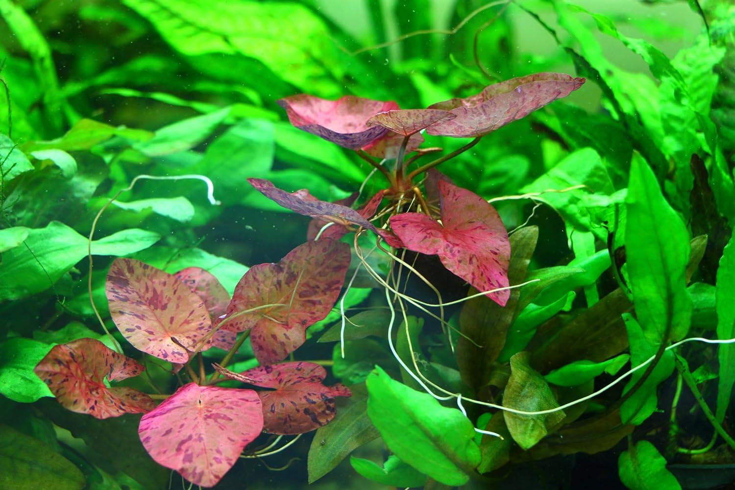 Red Tiger Lotus Bulb - Nymphaea Live Aquarium Plant Tropical Lily Fry ...