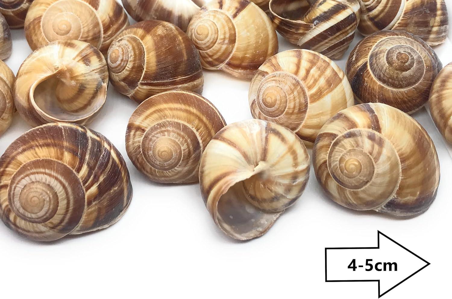 NIPORO 20 Large Empty Snail Shells for Crafting Hermit Crabs Aquarium ...