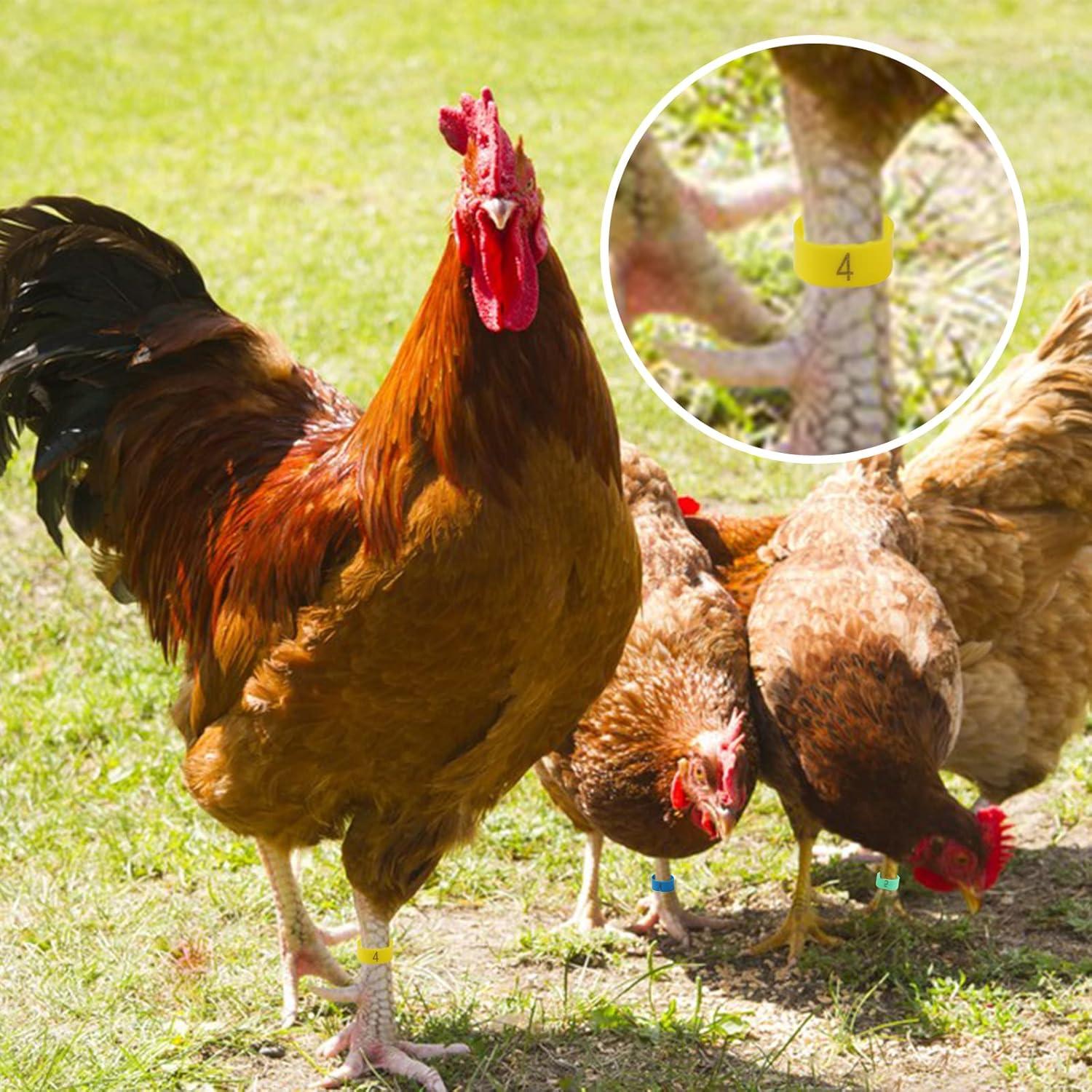 Cywvynyt 48 Multi-Colored Chicken Leg Rings | Numbered Clip-On Poultry ...