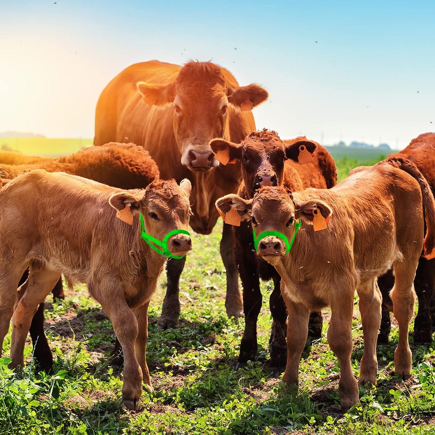 Adjustable Nylon Livestock Cattle Halter with Chin and Throat Snap ...