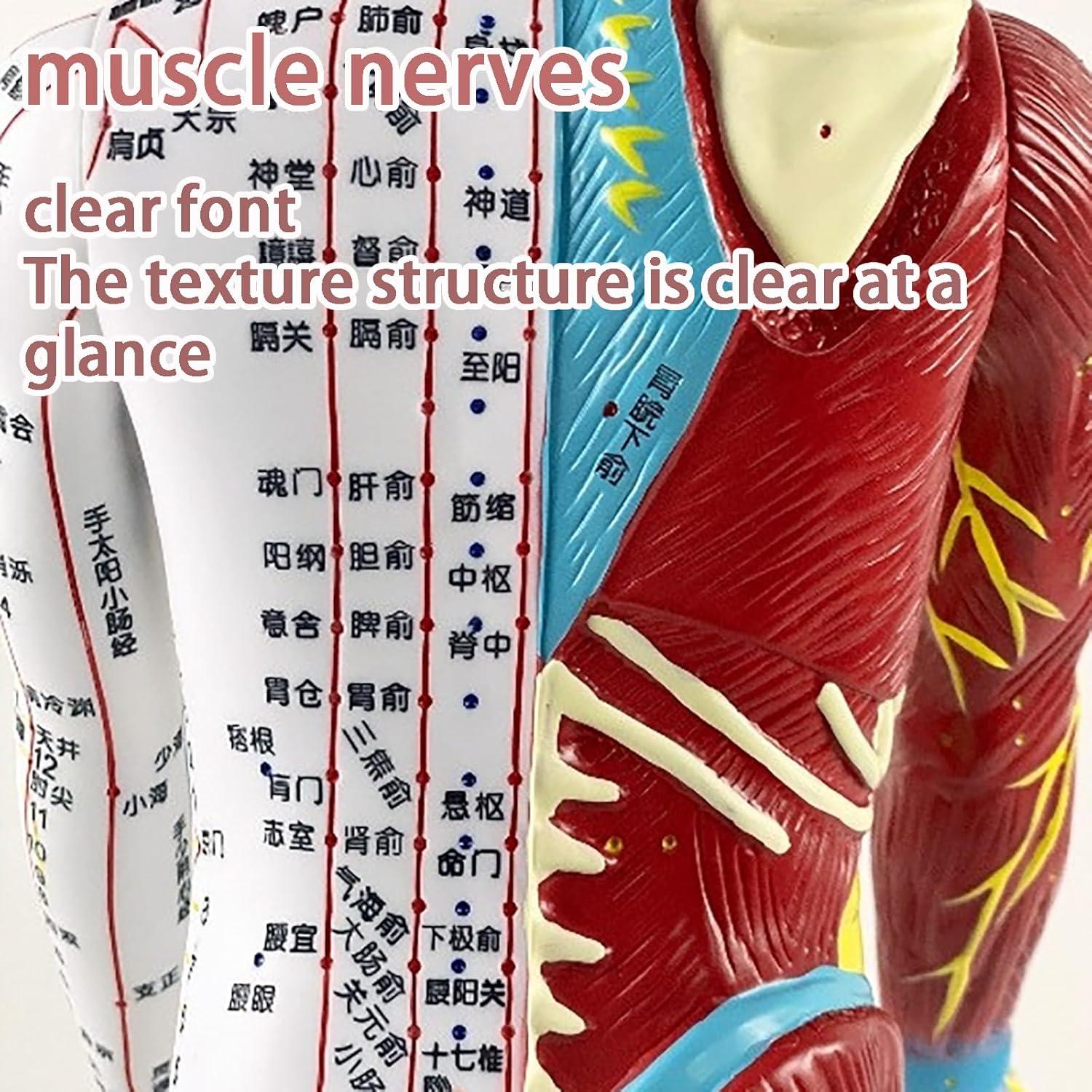 Acupuncture Male Model(Height 23.6 Inches) Half Skin and Half Bone ...