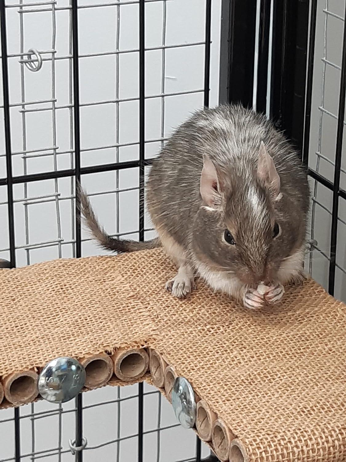 Good Degu Beetroot Bites- Degu treats 2-pack | Buy Now with Express ...