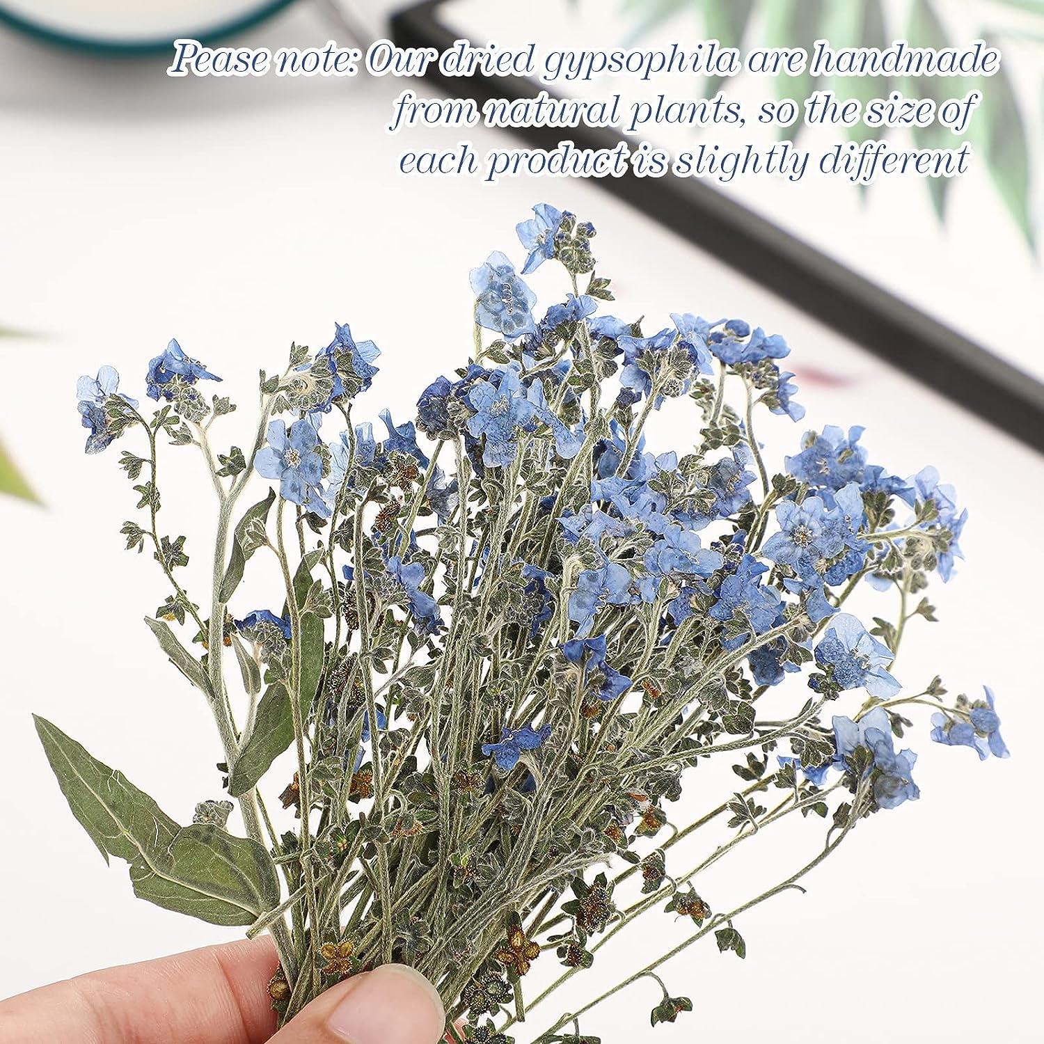 100 Pcs Natural Forget Me Not Pressed Dried Flowers - Real Blue Dried ...