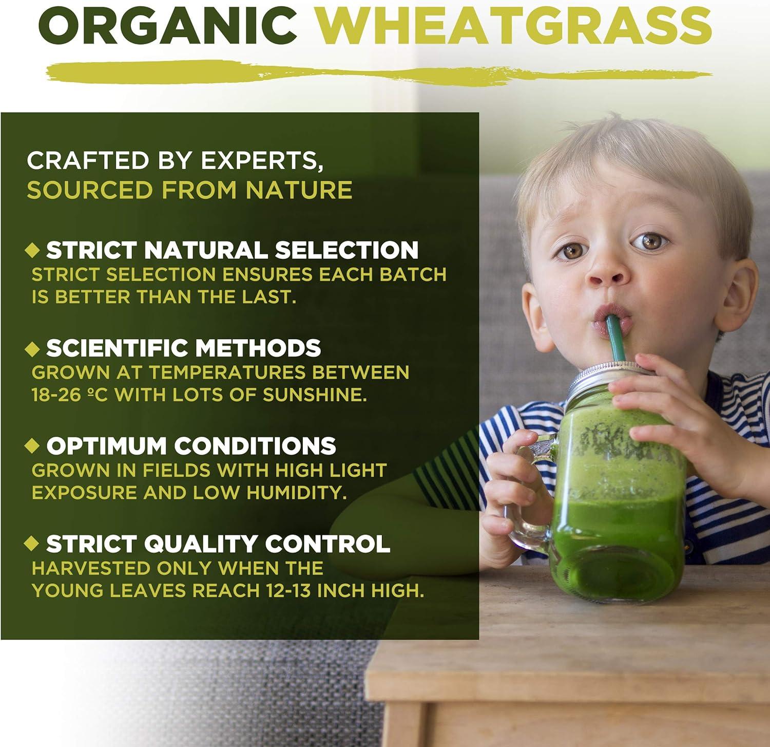 Organic Wheatgrass Powder 500g - High Chlorophyll Content ...