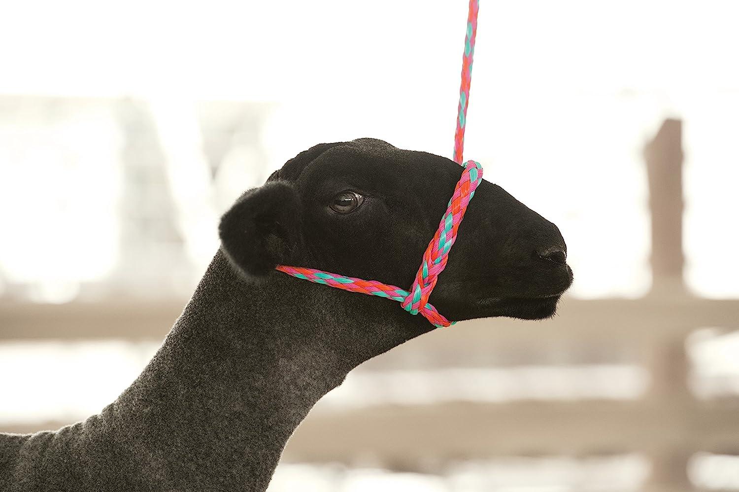 Weaver Leather Livestock Poly Rope Sheep Halter - Hot Pink/Coral/Mint ...
