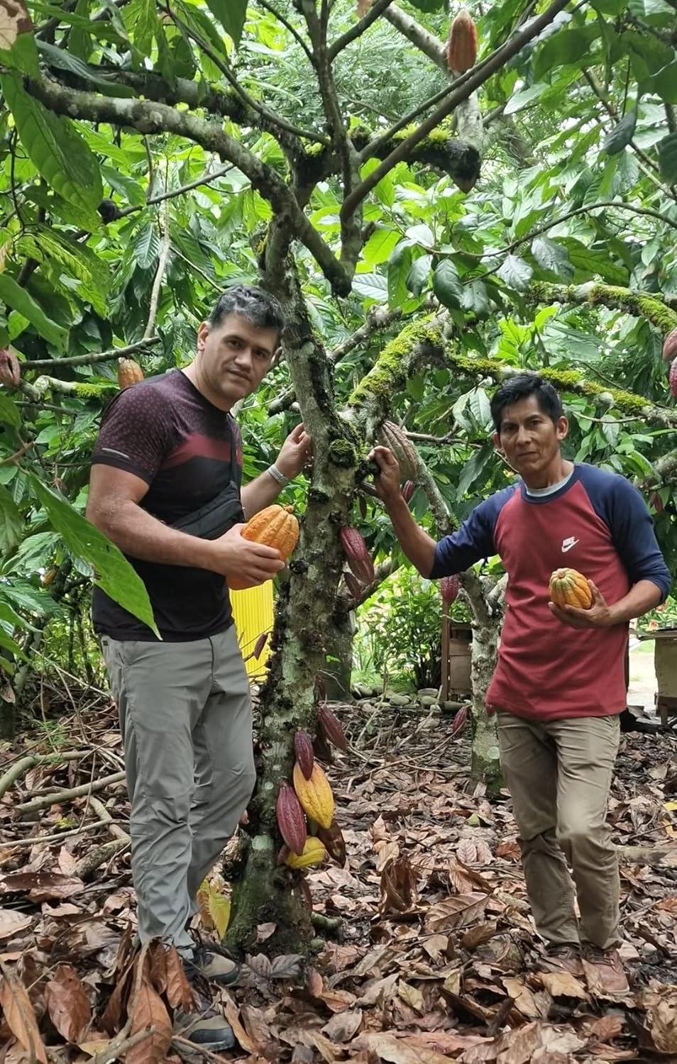 Organic Ceremonial Grade Cacao 100% Raw and Pure Cocoa Criollo Variety ...