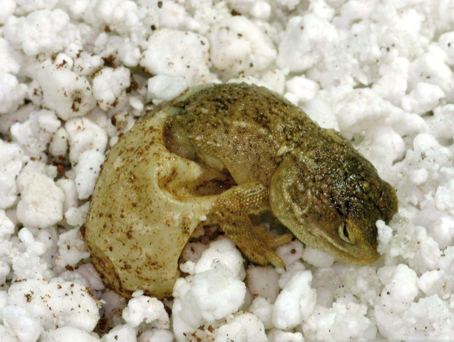 Buy Lucky Reptile HR-2 HatchRite 2L - Premium Breeding Substrate for ...