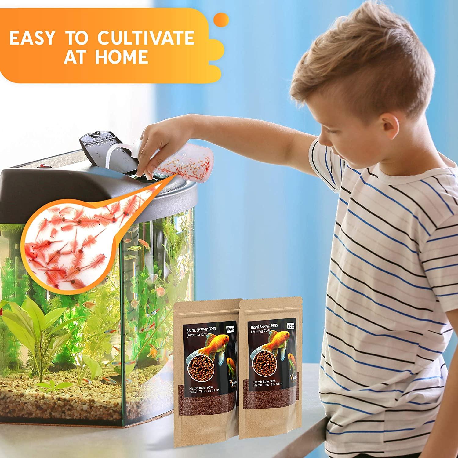 Vpoint Brine Shrimp Eggs - 90% Hatch Rate Artemia Cysts - 1 Ounce Pack ...