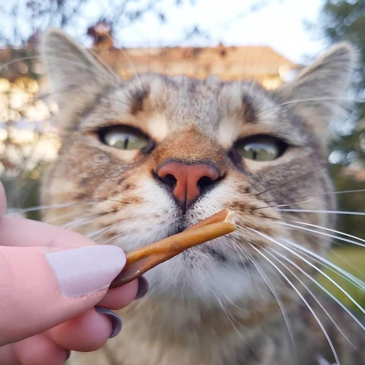 Buy Carnello Cat Treats - Delicious Cat Spaghetti & Snacks | Healthy ...