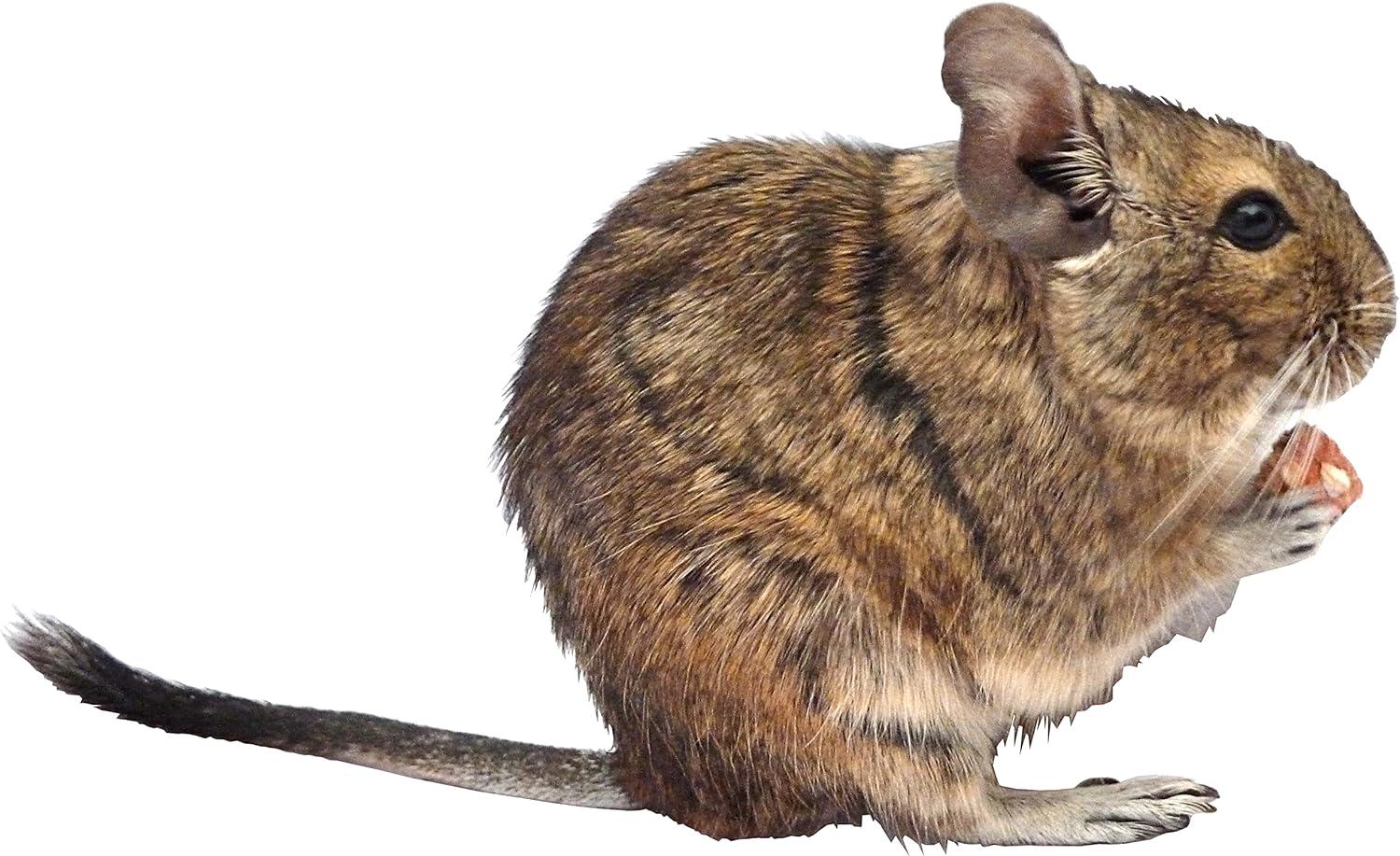 Good Degu Beetroot Bites- Degu treats 2-pack | Buy Now with Express ...