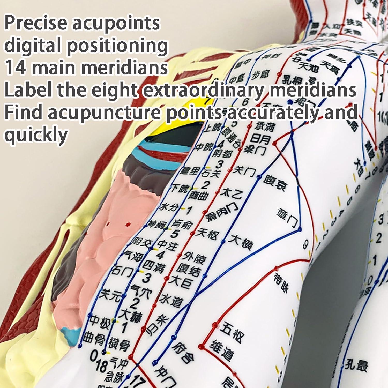 Acupuncture Male Model(Height 23.6 Inches) Half Skin and Half Bone ...