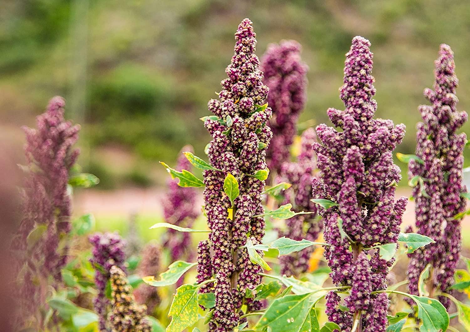 Organic Kaniwa Seeds 1.5 lbs - Non-GMO Canihua Grain | Kosher, Raw ...