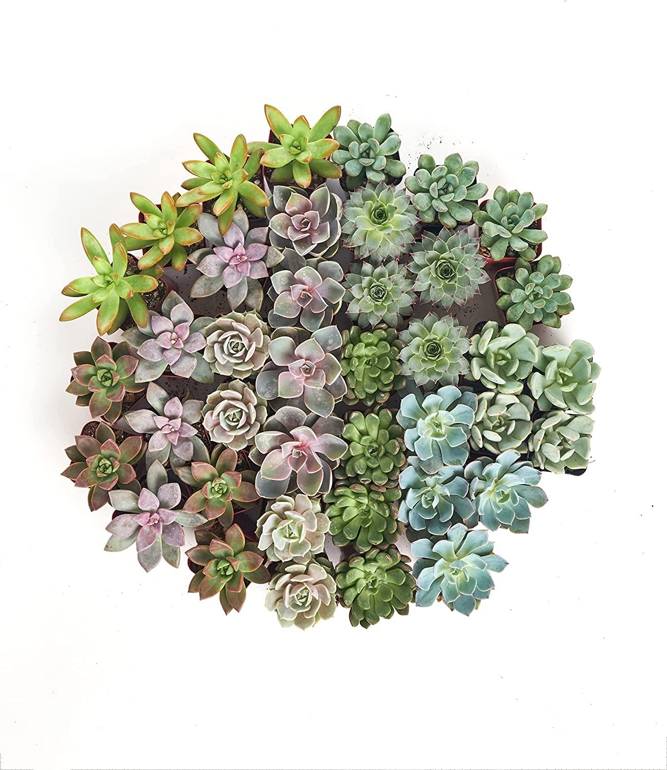 Shop Succulents | Radiant Rosette Collection of Live Succulent Plants ...