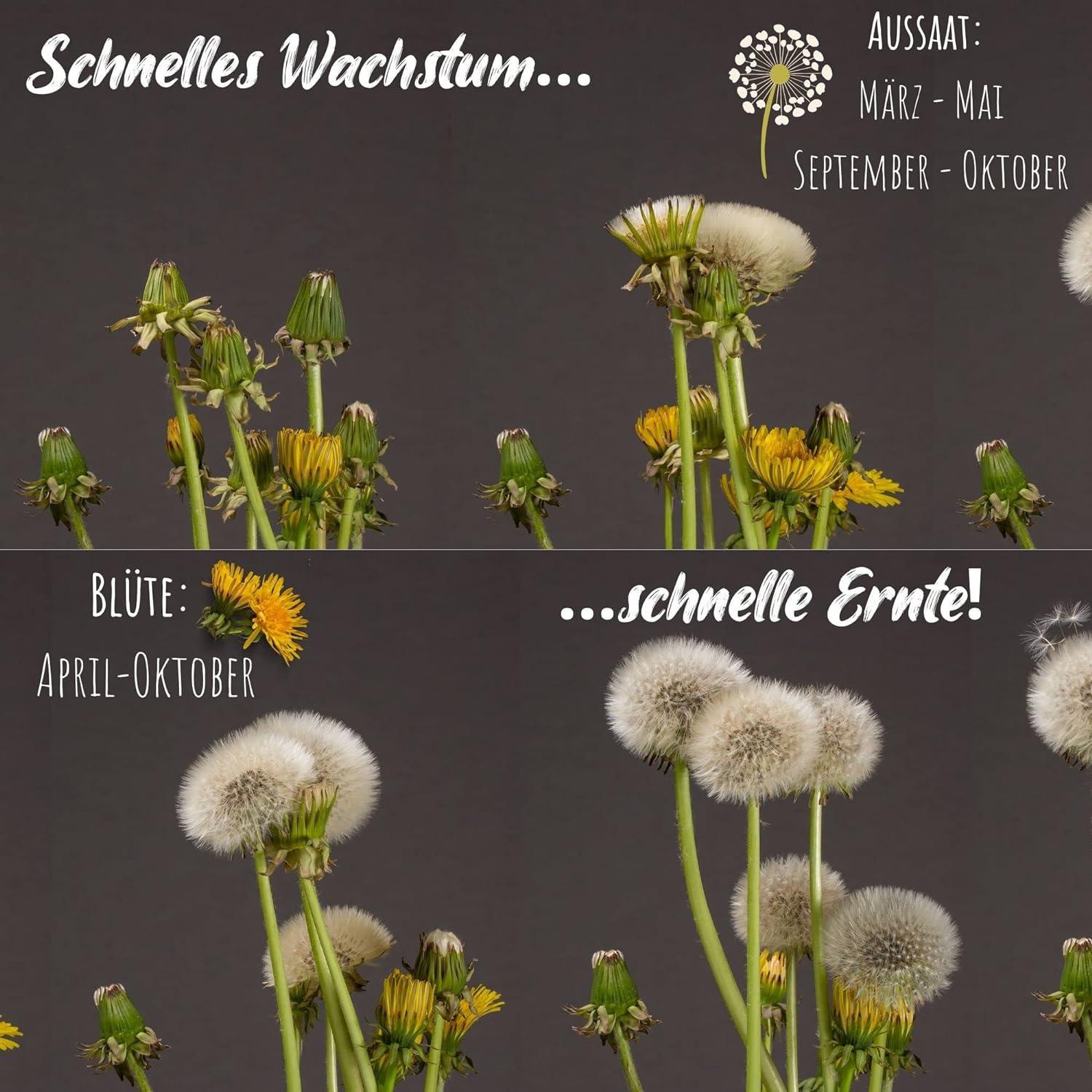 Buy Dandelion Seeds for Rabbits | Premium Wild Herbs Seed Supplement ...