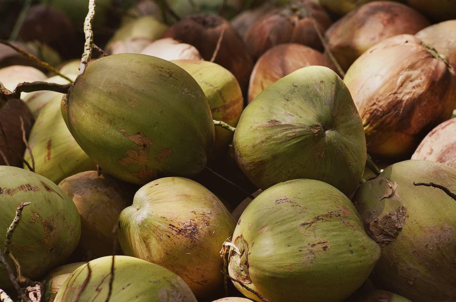 Real Coco 100% USDA Organic Coconut Water 500mL/12 Pack - Electrolyte ...