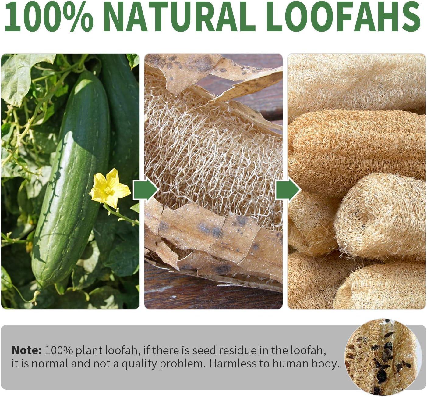 Natural Loofah Sponge Exfoliating Scrubber - Eco-Friendly Bath Luffa ...