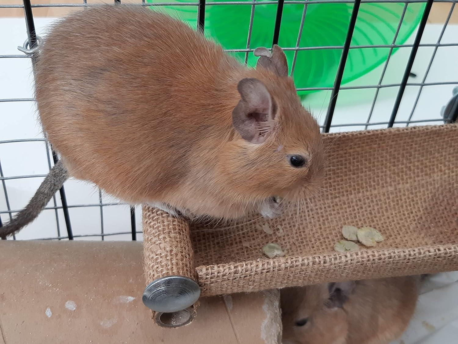 Good Degu Beetroot Bites- Degu treats 2-pack | Buy Now with Express ...