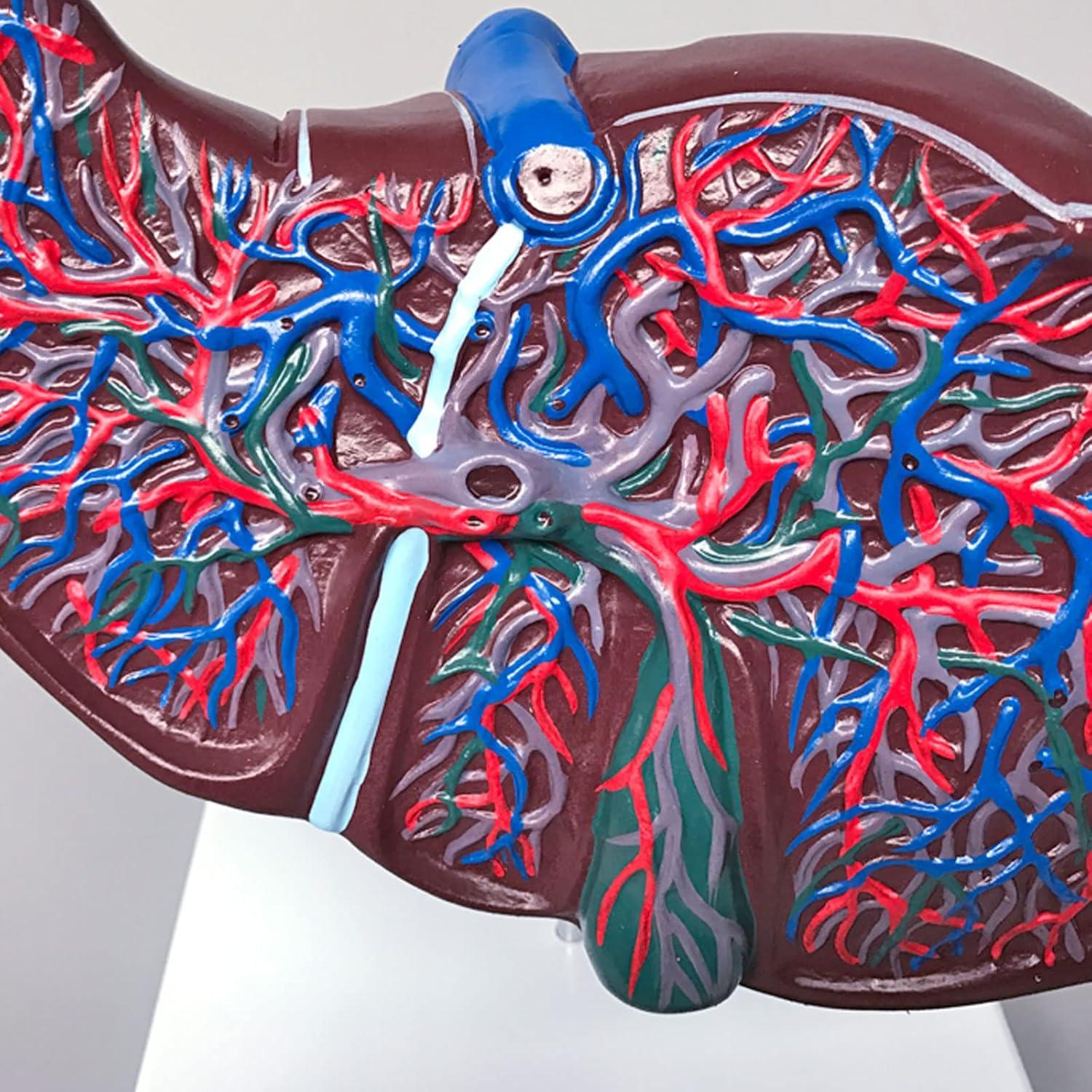 Human Liver Model Hepatobiliary Model Liver Hepatic Distribution Bile ...