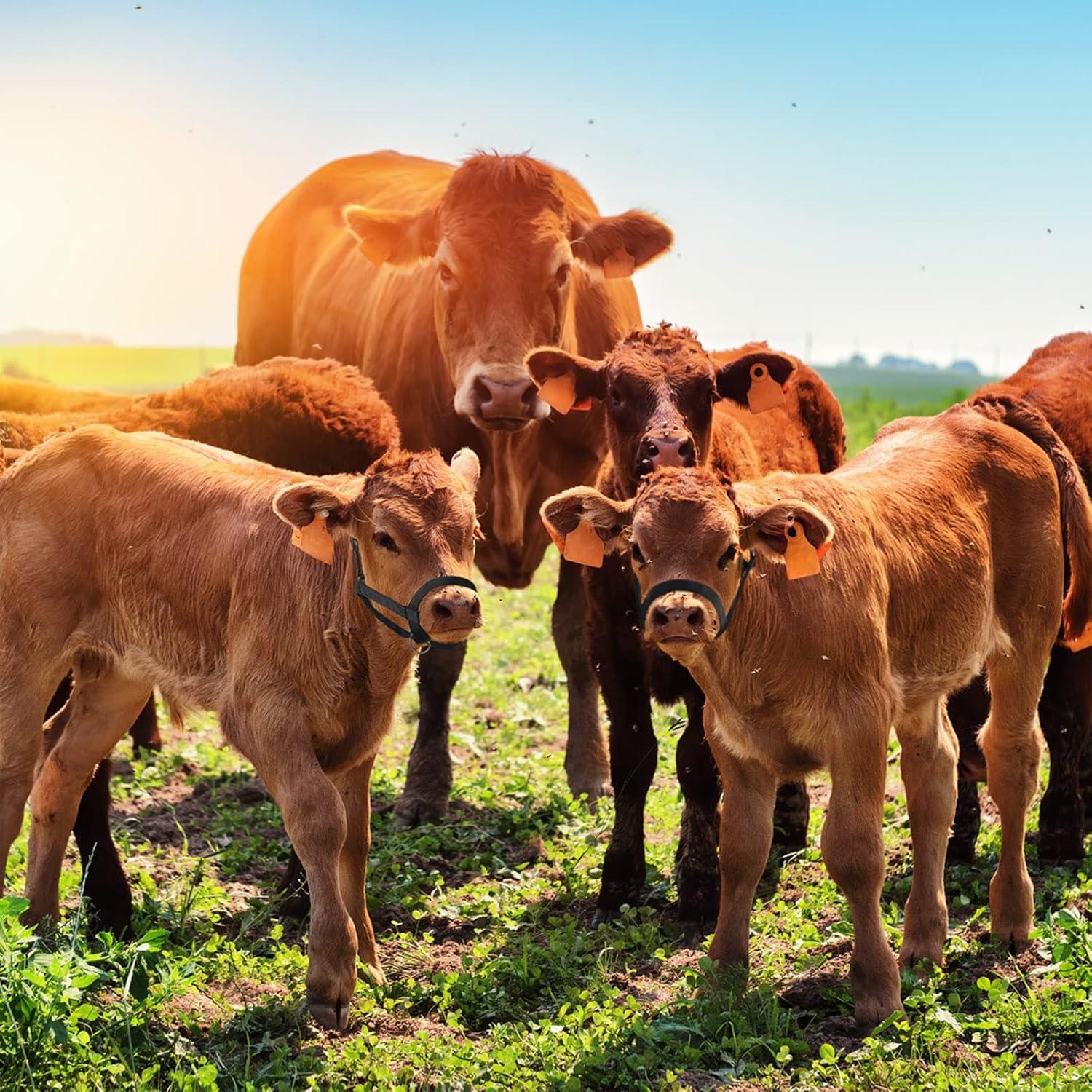 Nylon Livestock Cattle Keepers - Adjustable Chin & Throat Snap Holder ...