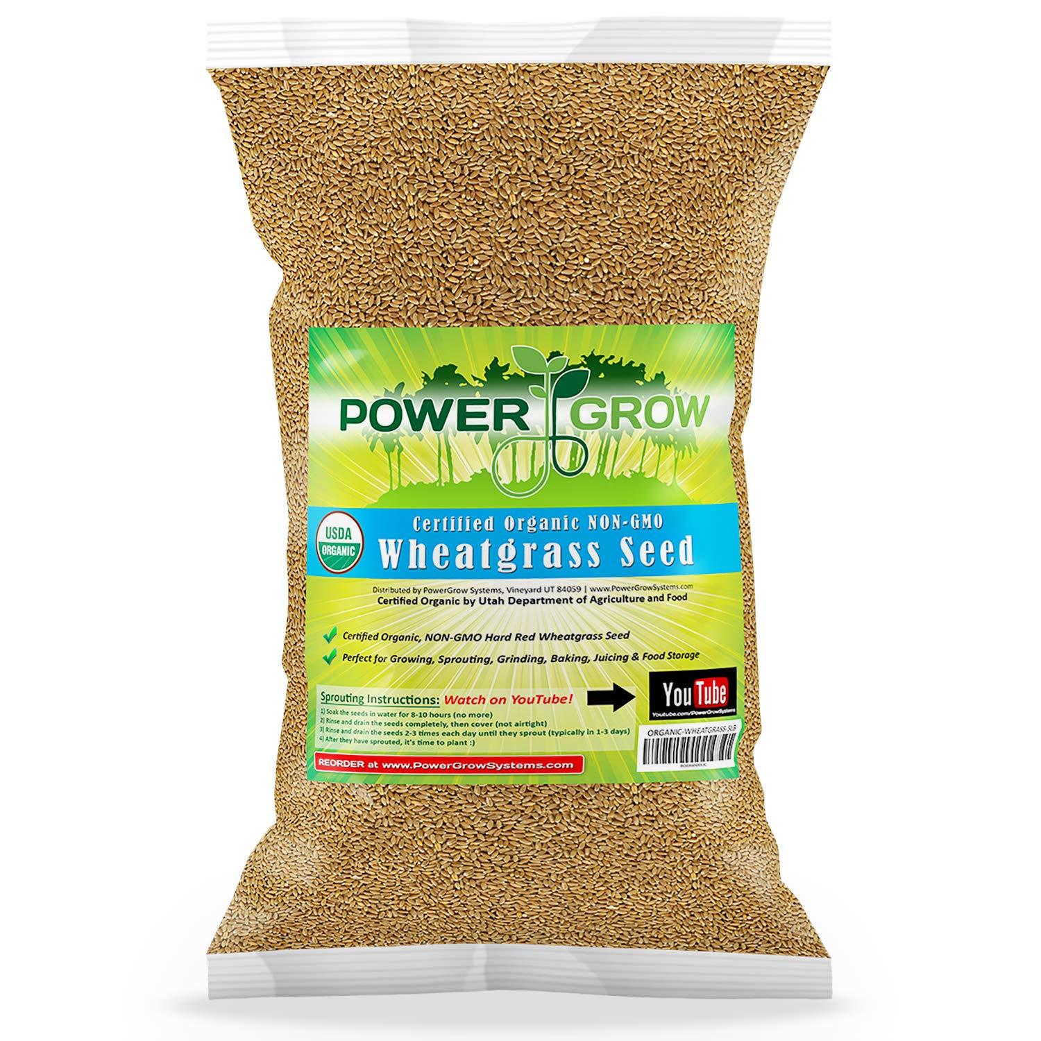 Certified USA Hard Red Wheatgrass Seeds by PowerGrow - 5 Pounds | Buy ...