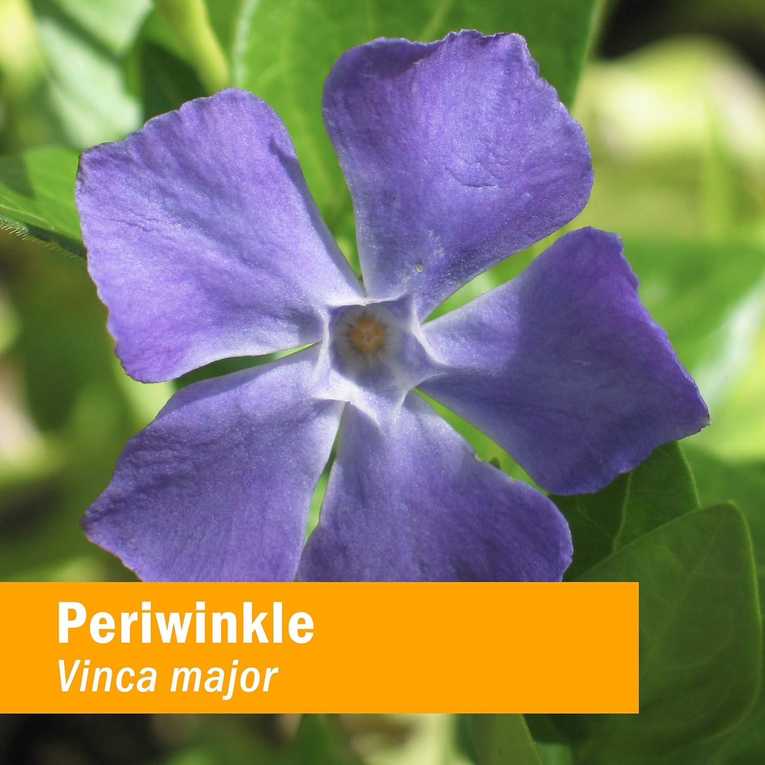 Herb Pharm Periwinkle Liquid Extract 1oz - Pure Vinca Minor Supplement ...