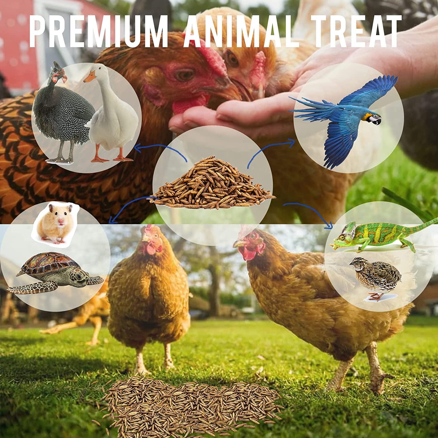 MEILLEURE Dried Black Soldier Fly Larvae for Chickens - 5 LBS | Non-GMO ...