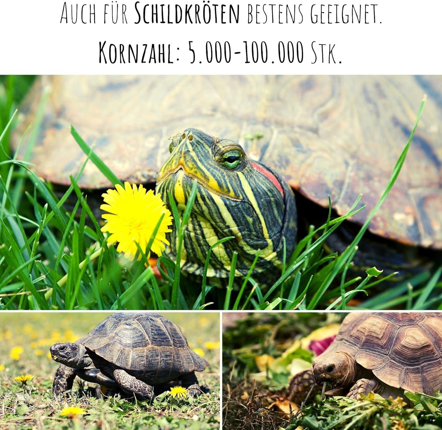 Buy Dandelion Seeds for Rabbits | Premium Wild Herbs Seed Supplement ...