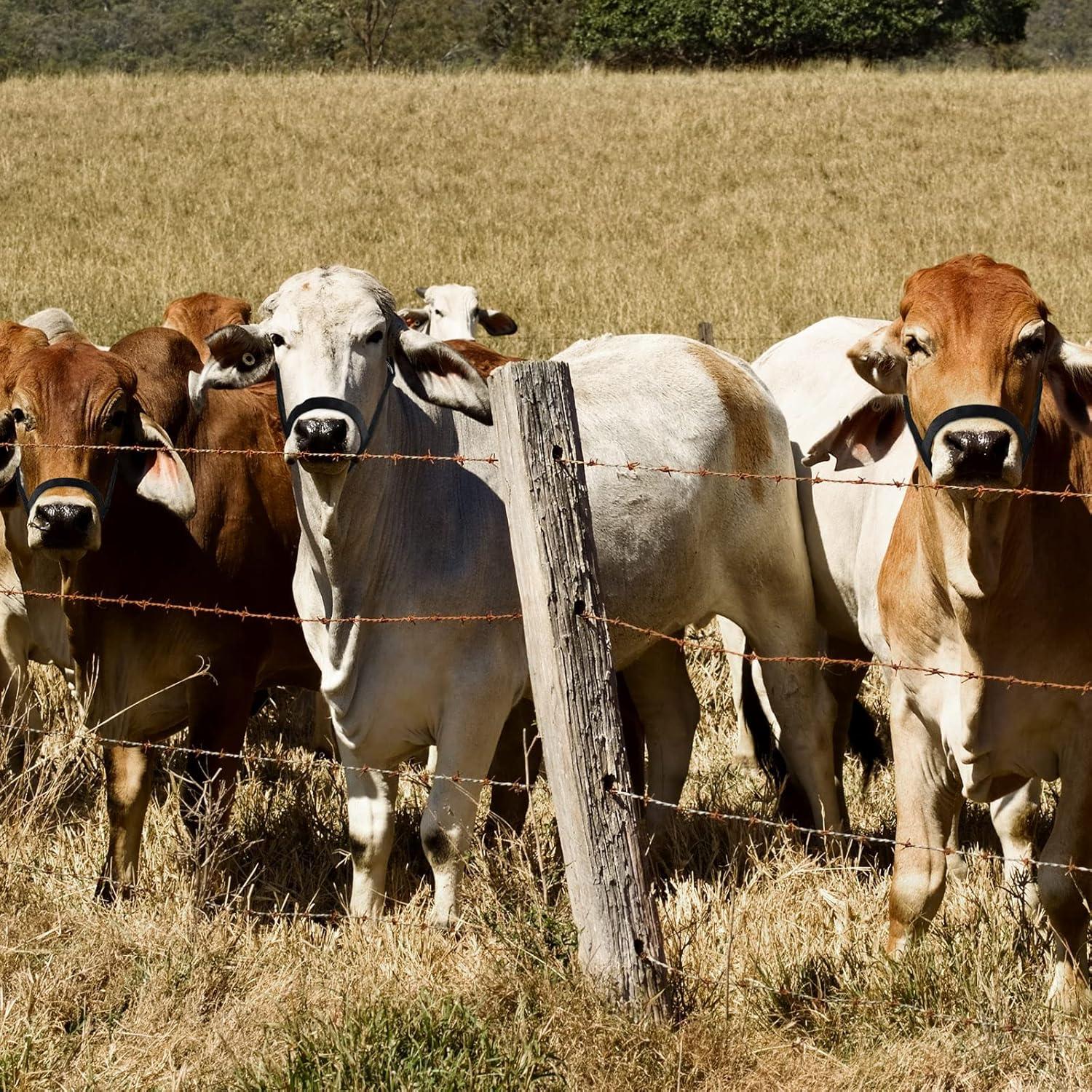 Nylon Livestock Cattle Keepers - Adjustable Chin & Throat Snap Holder ...